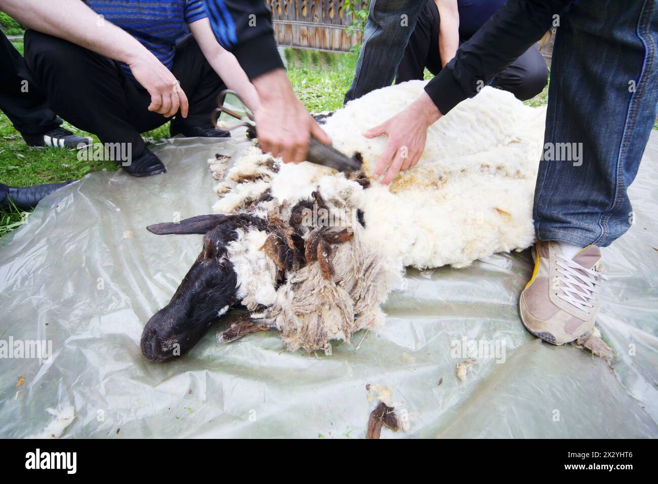 Hands and feet of people who cut white lying sheep with black head ...