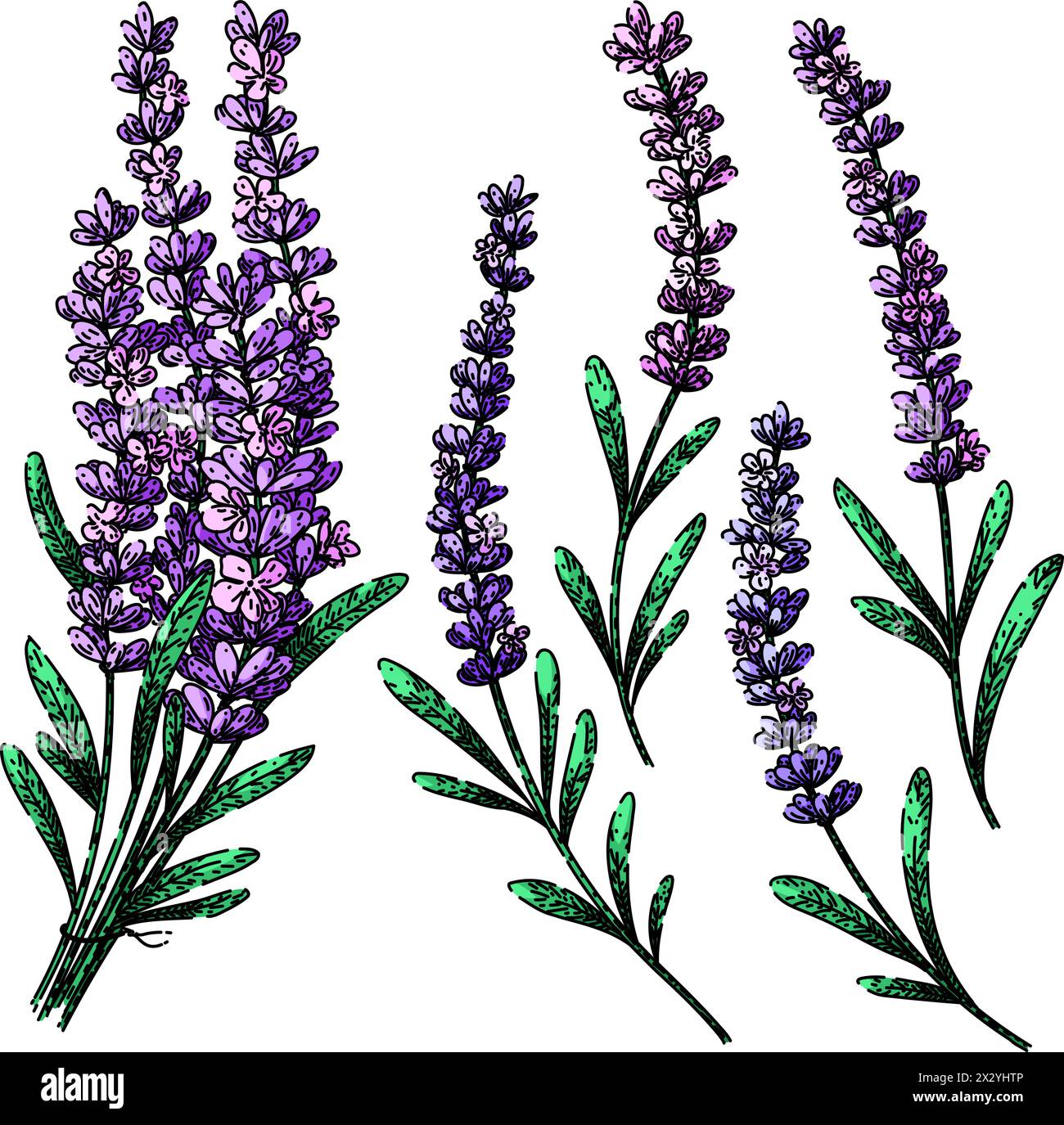 lavender set sketch hand drawn vector Stock Vector Image & Art - Alamy