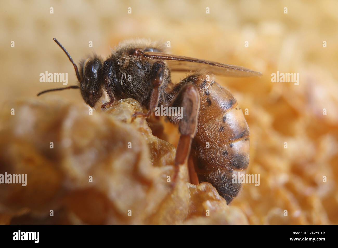 Honeycomb honey bee hi-res stock photography and images - Alamy