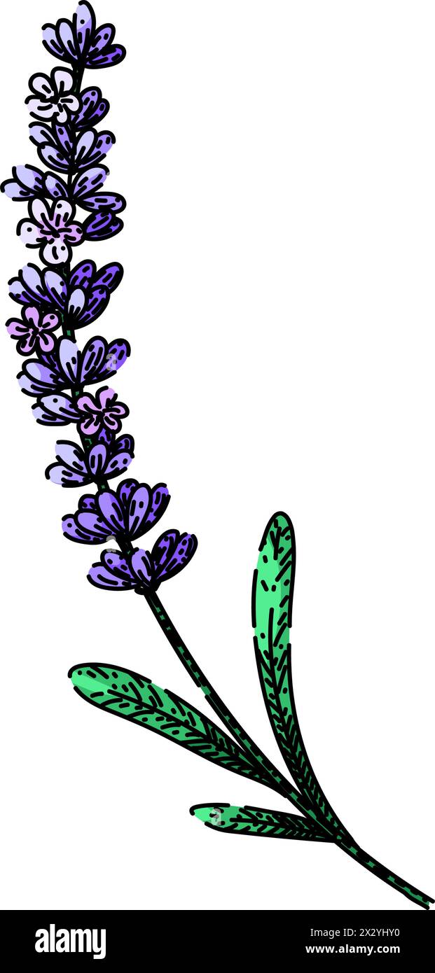 flower lavender sketch hand drawn vector Stock Vector Image & Art - Alamy