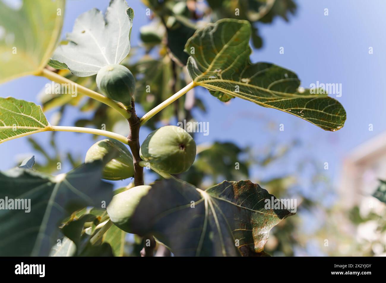 Figs with green leaves and small green fruits. The fruits are collected ...