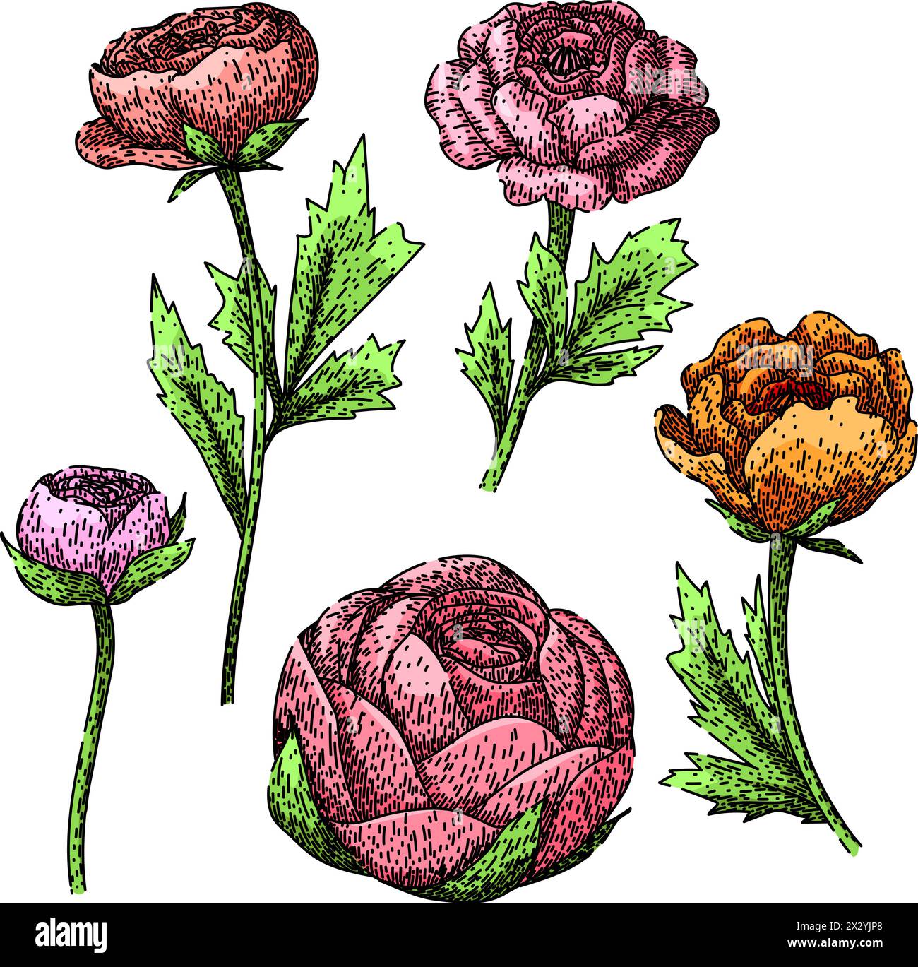 ranunculus set sketch hand drawn vector Stock Vector Image & Art - Alamy