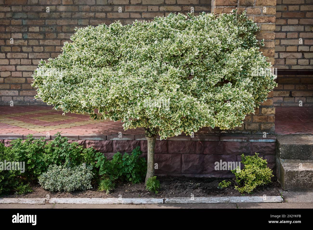 Fortune Euonymus silver queen on a trunk. Euonymus fortunei winter ...
