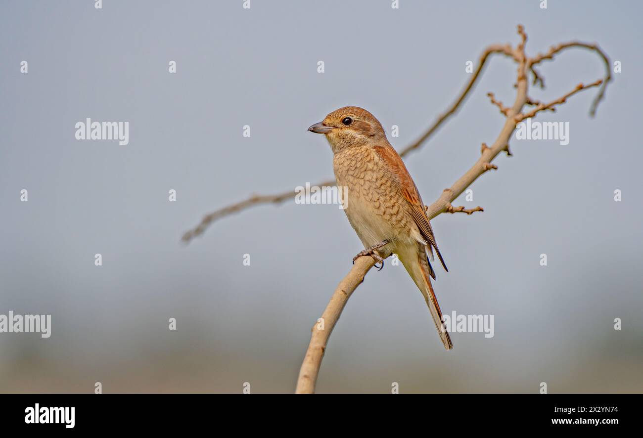 Red-backed Shrike (Lanius collurio) is a common species in European ...