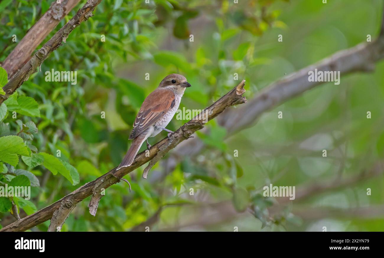 Red-backed Shrike (Lanius collurio) is a common species in European ...