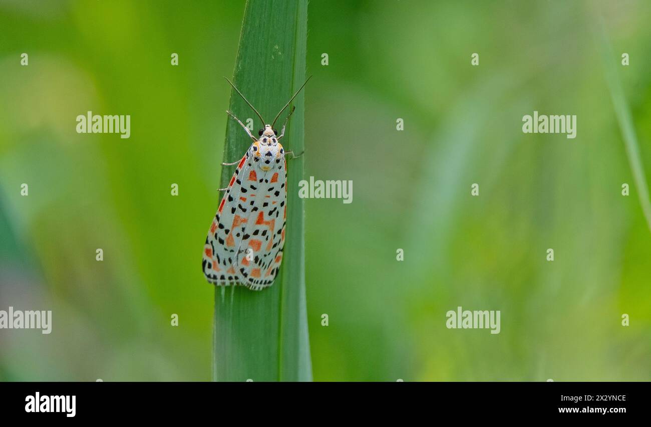 Utetheisa pulchella. The scarlet-spotted moth with the scientific name ...
