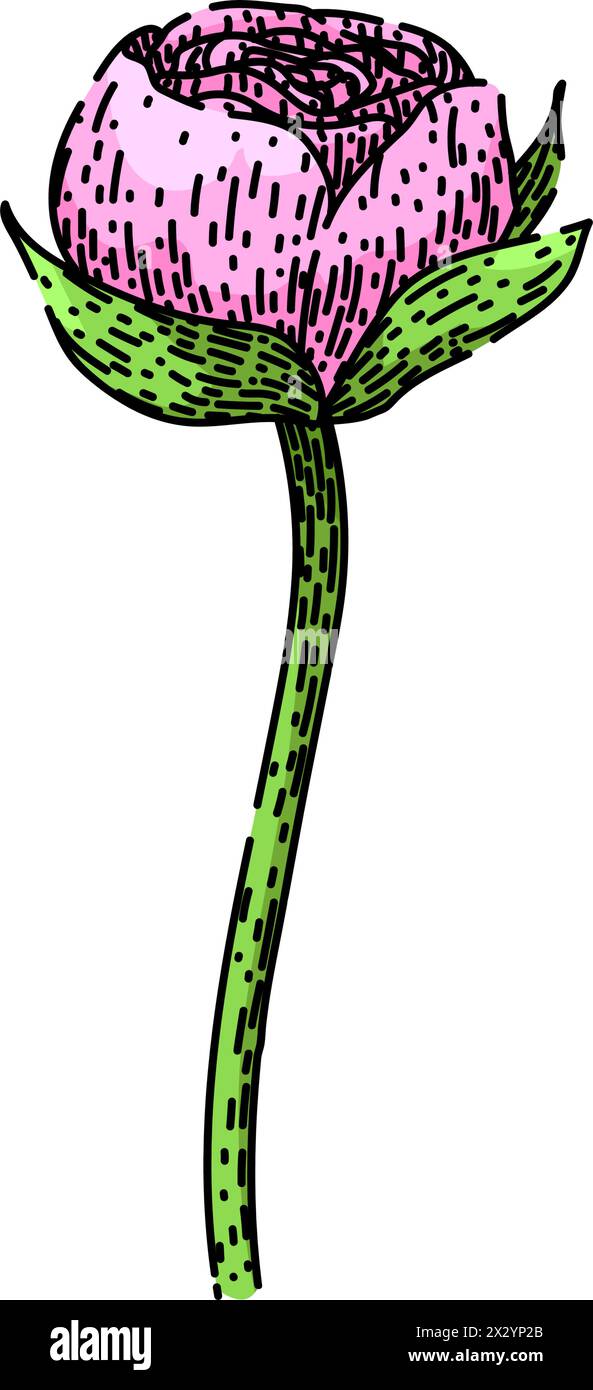 flower ranunculus sketch hand drawn vector Stock Vector Image & Art - Alamy