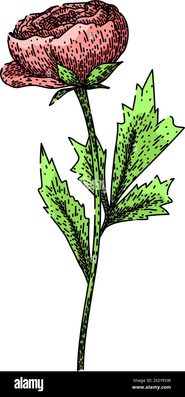 garden ranunculus sketch hand drawn vector Stock Vector Image & Art - Alamy