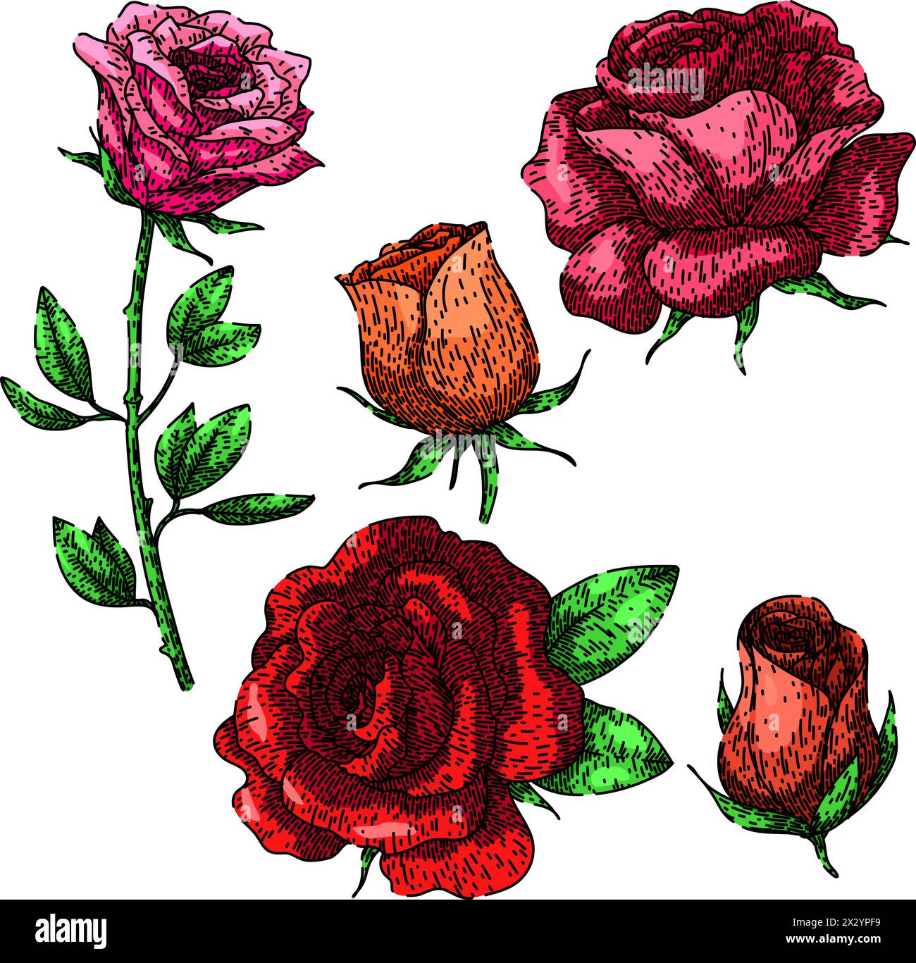 Stunning red rose Stock Vector Images - Alamy