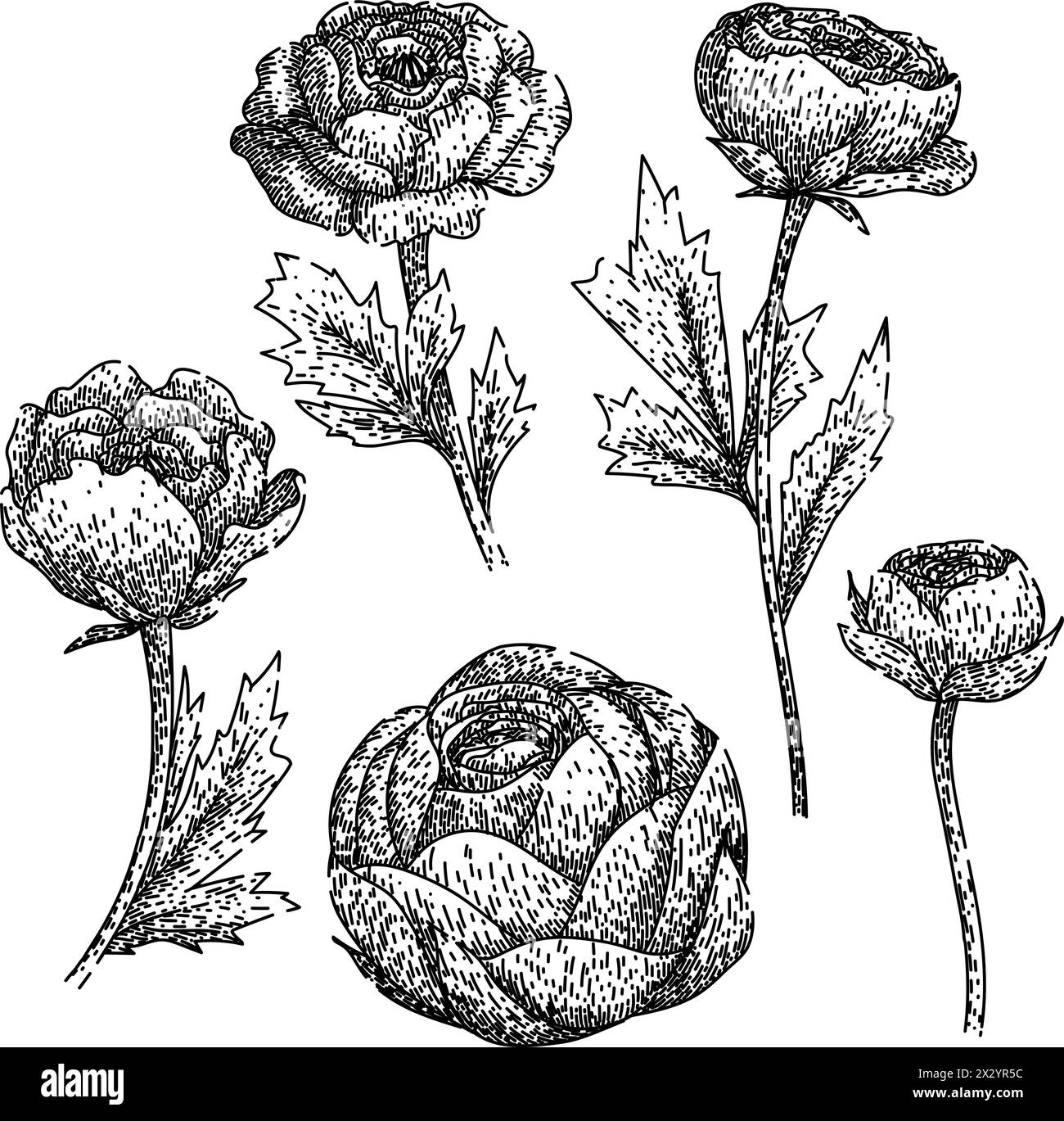 ranunculus set sketch hand drawn vector Stock Vector Image & Art - Alamy