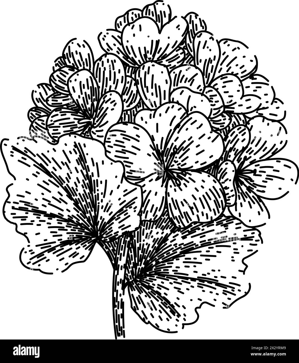 pink geranium sketch hand drawn vector Stock Vector Image & Art - Alamy