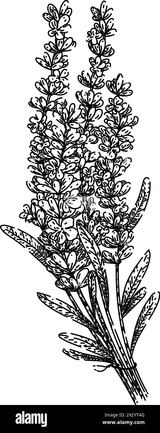 Fragrance herb Black and White Stock Photos & Images - Alamy