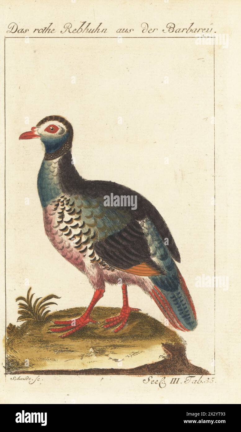 Barbary partridge, Alectoris barbara. Das rothe Rebhuhn aus der ...