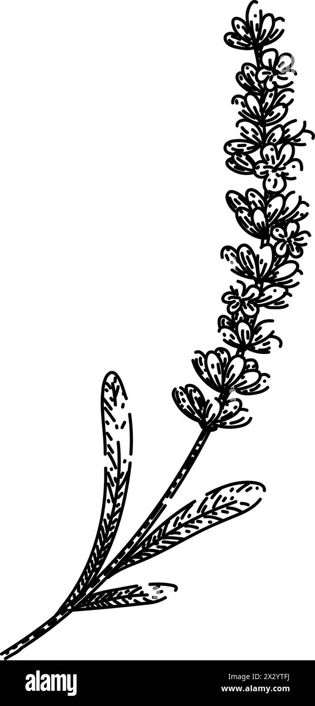 flower lavender sketch hand drawn vector Stock Vector Image & Art - Alamy