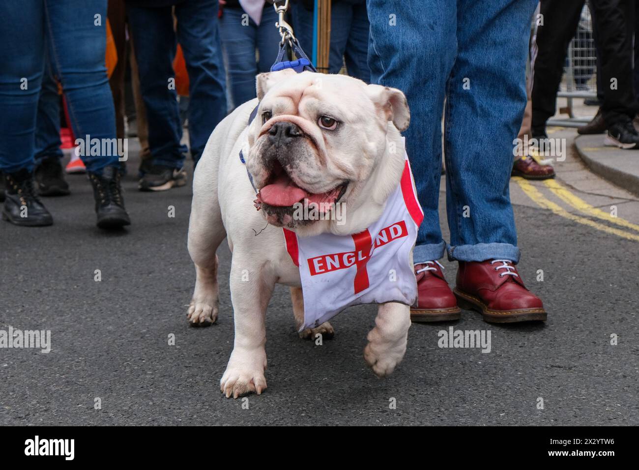 London, UK, 23rd April, 2024. An English bulldog wears the St George's ...