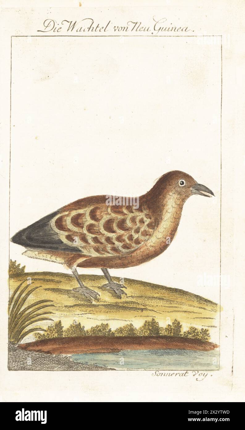 Dusky megapode hi-res stock photography and images - Alamy