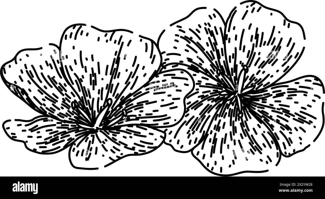 petals geranium sketch hand drawn vector Stock Vector Image & Art - Alamy