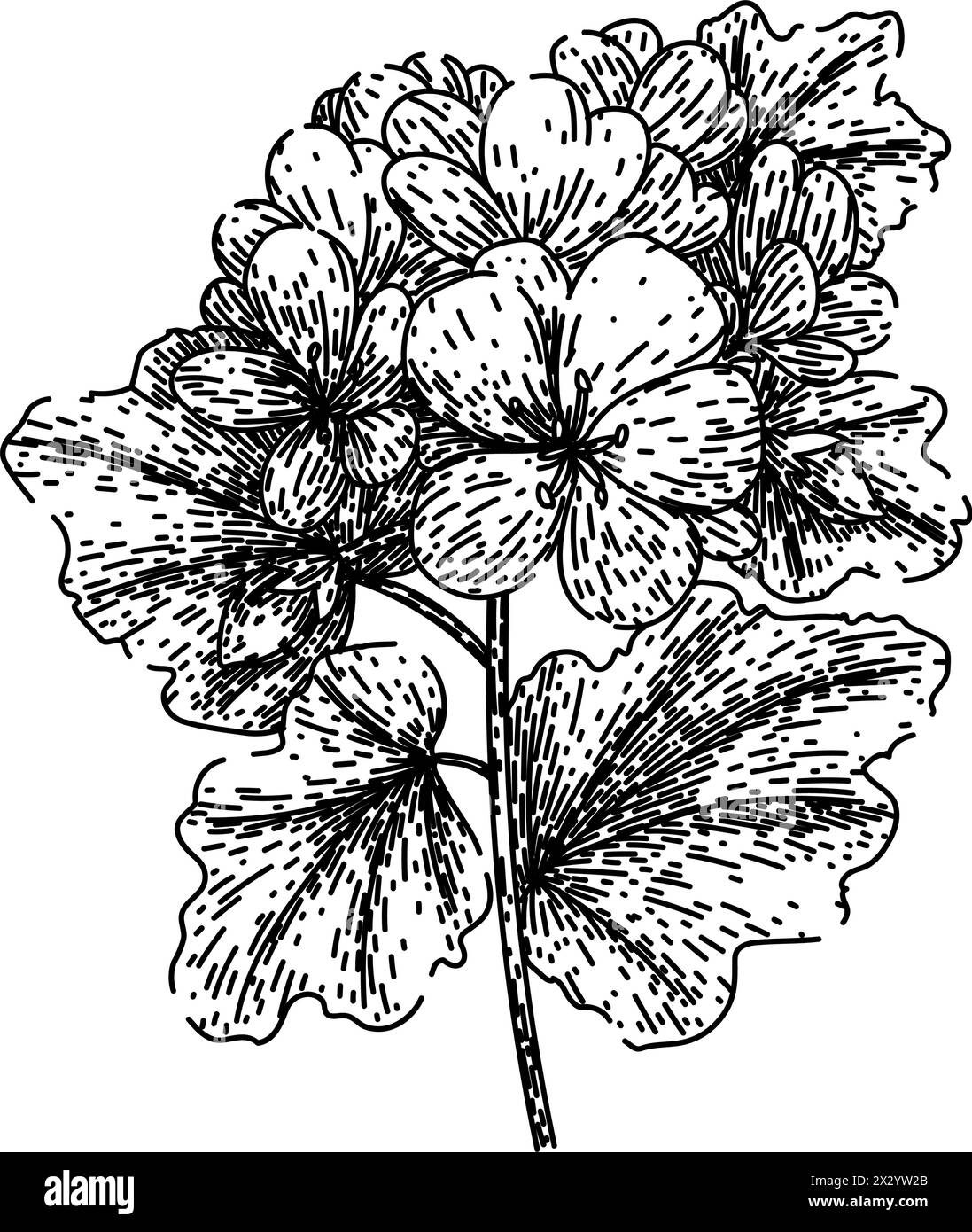 plant geranium sketch hand drawn vector Stock Vector Image & Art - Alamy