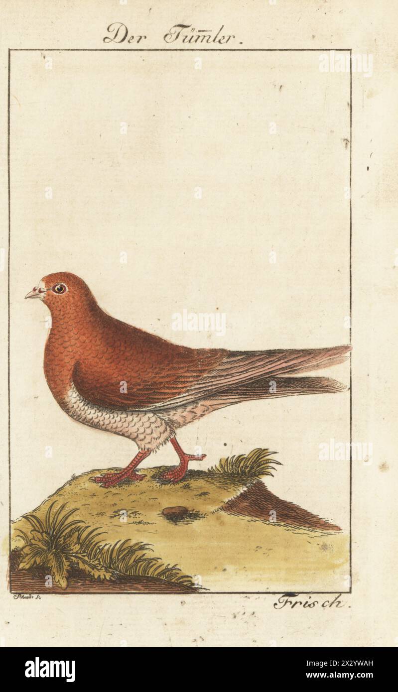 Der tumler hi-res stock photography and images - Alamy