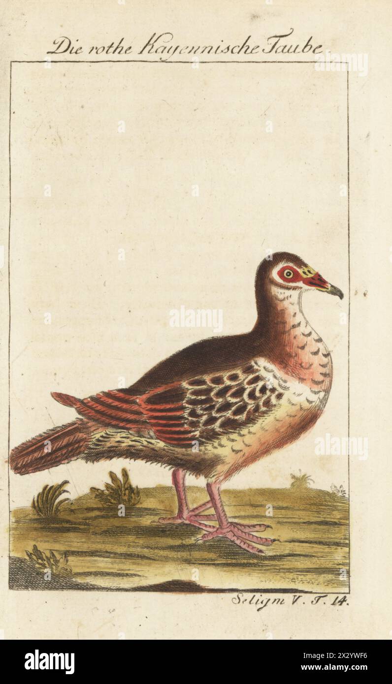 Die rothe kayennische taube hi-res stock photography and images - Alamy