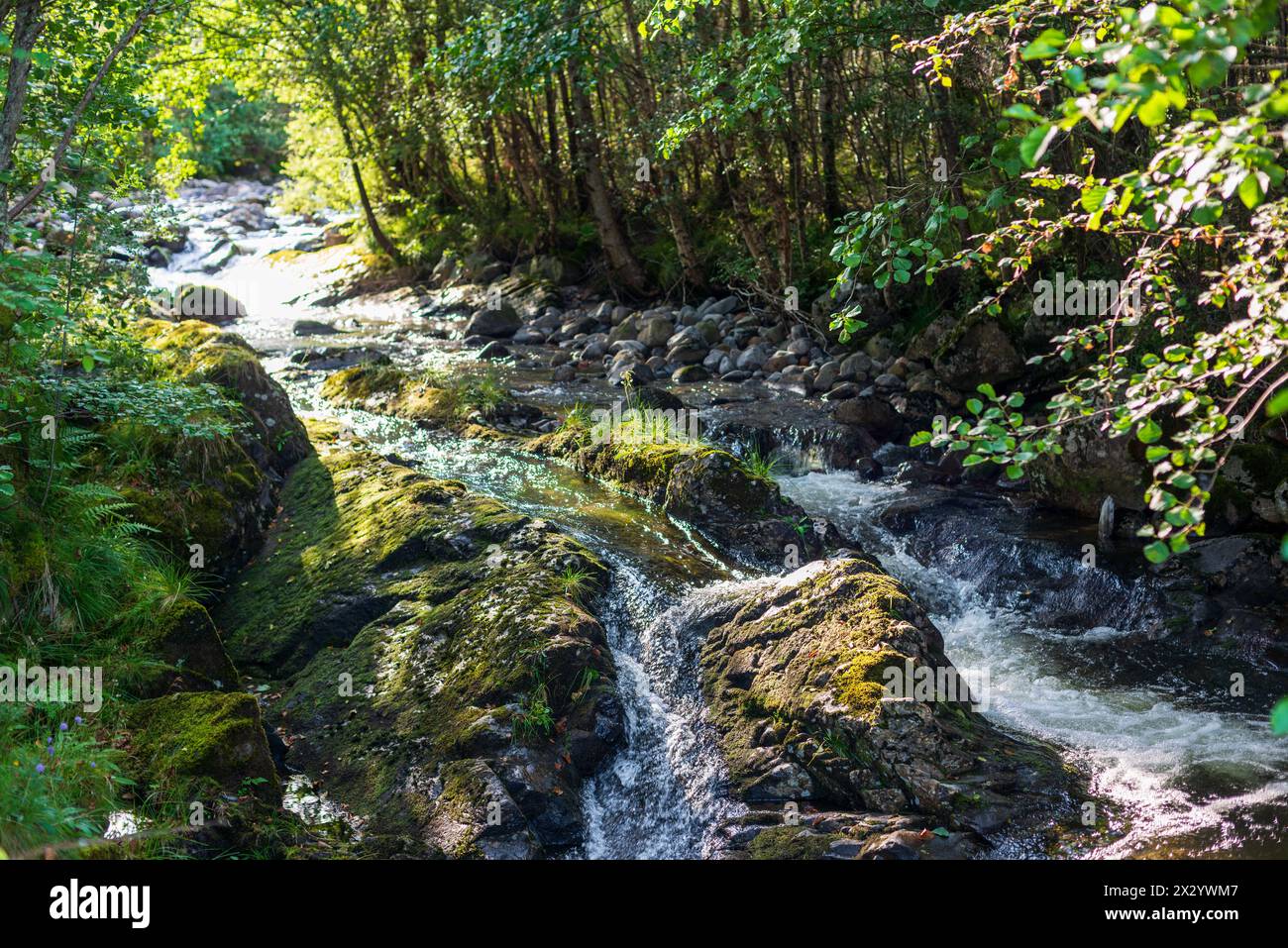 View of a creek with floating water thru nature Stock Photo - Alamy