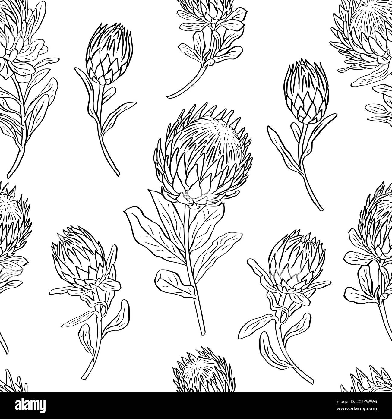 Black and white seamless pattern with line art protea flowers Stock ...