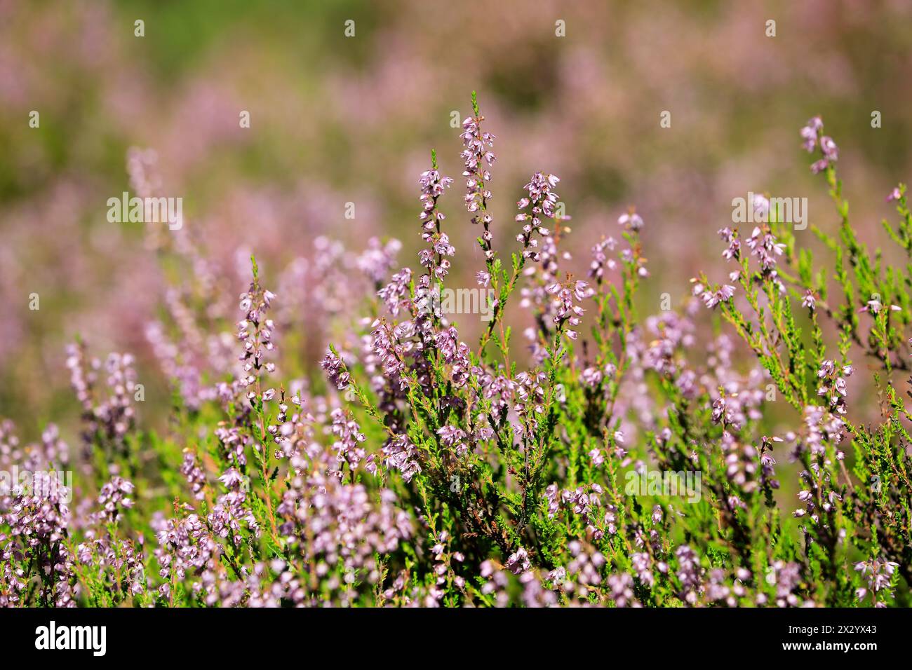 Close up of Calluna vulgaris, Common heather flowers growing in forest ...