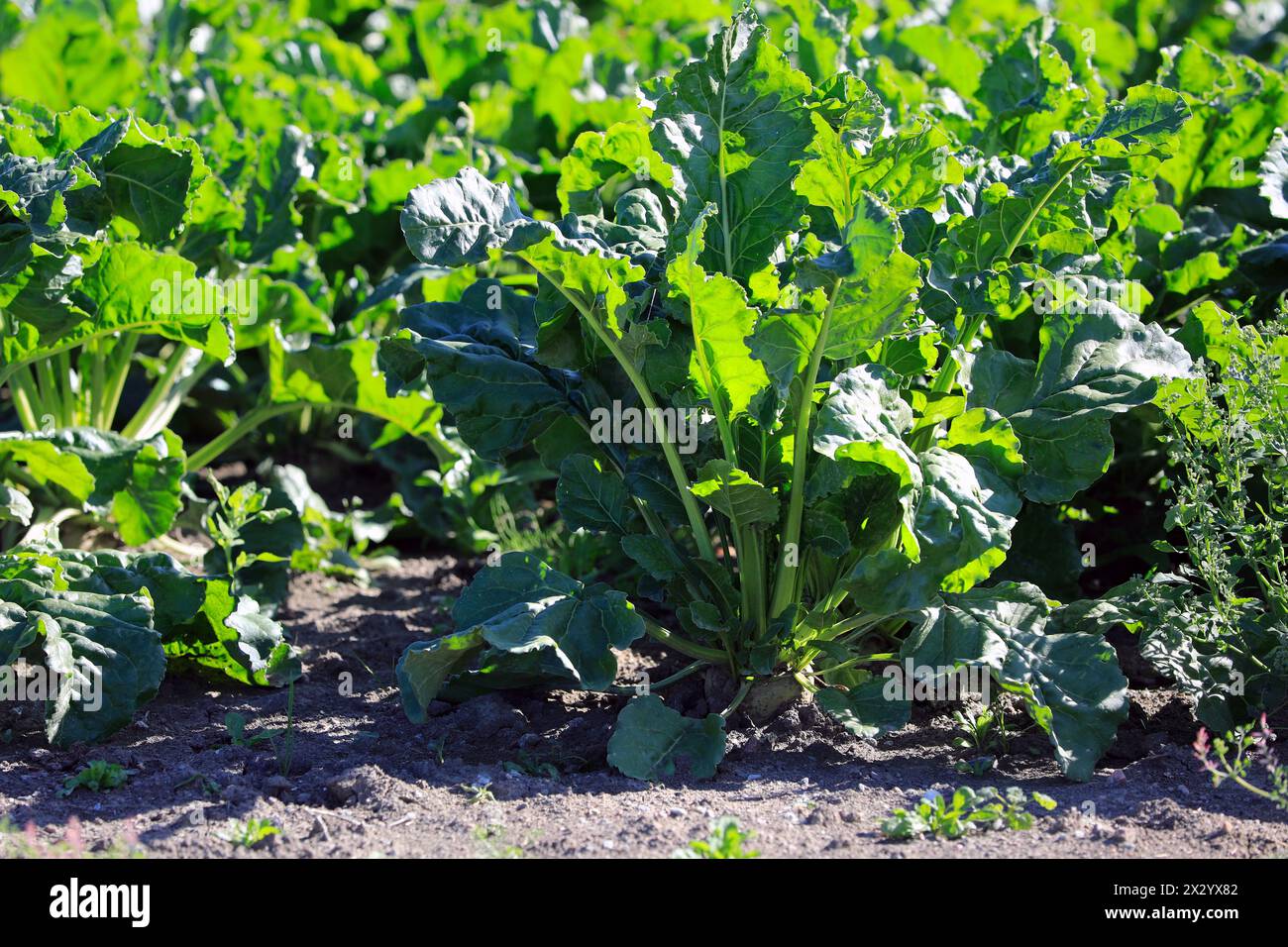 Sugar beet, Beta vulgaris, plant growing in field in mid-August in ...