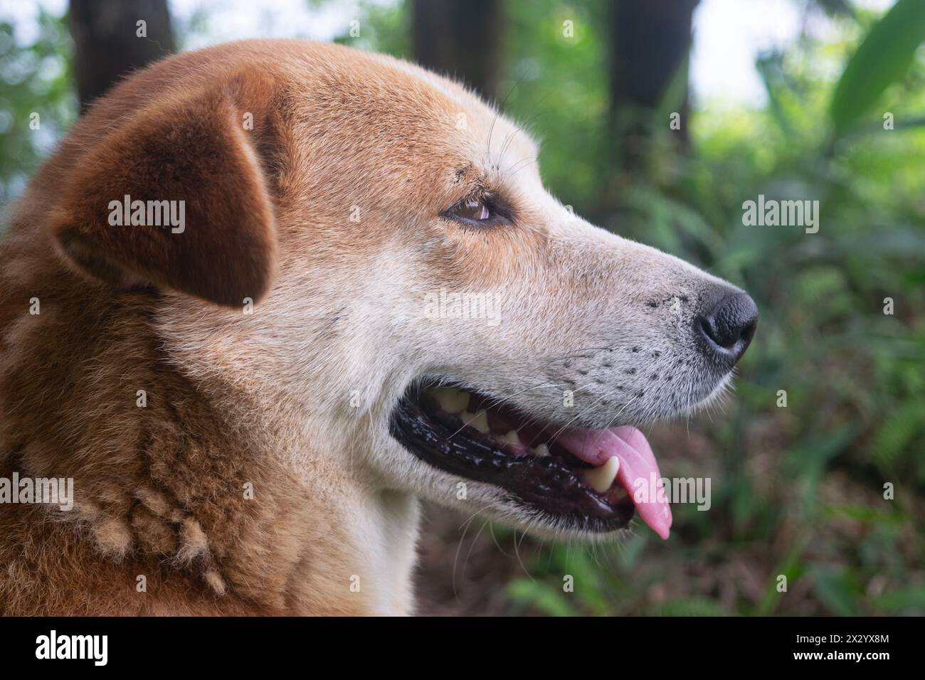 side closeup of a dog Stock Photo - Alamy