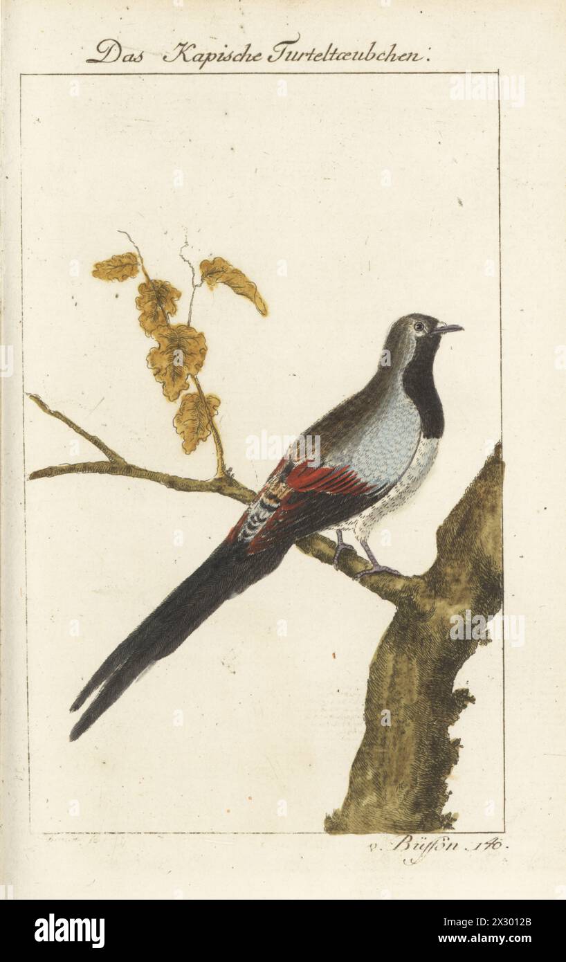 Turteltäubchen hi-res stock photography and images - Alamy