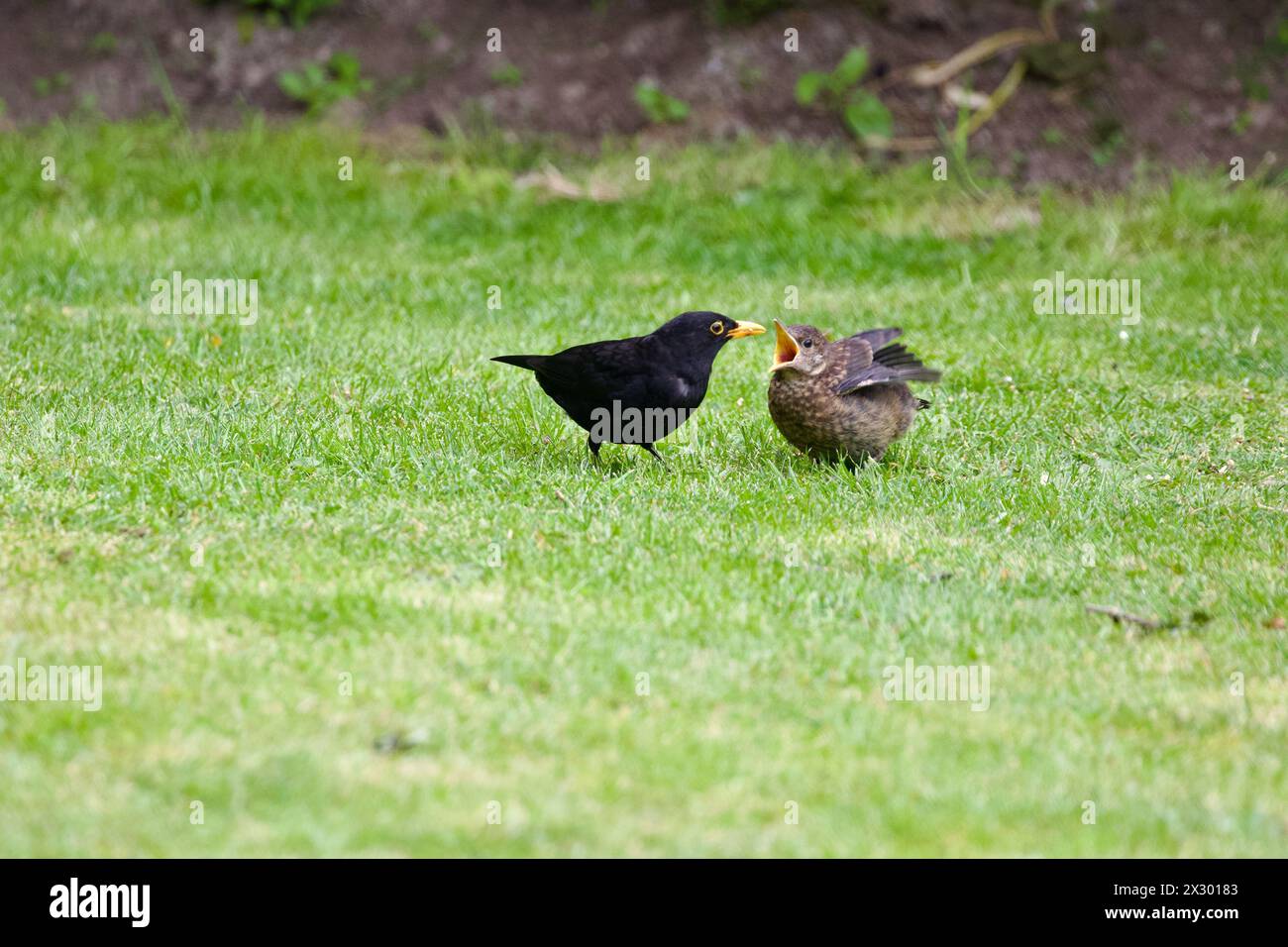 Male Common blackbird feeding its young in a garden, Little Clacton ...