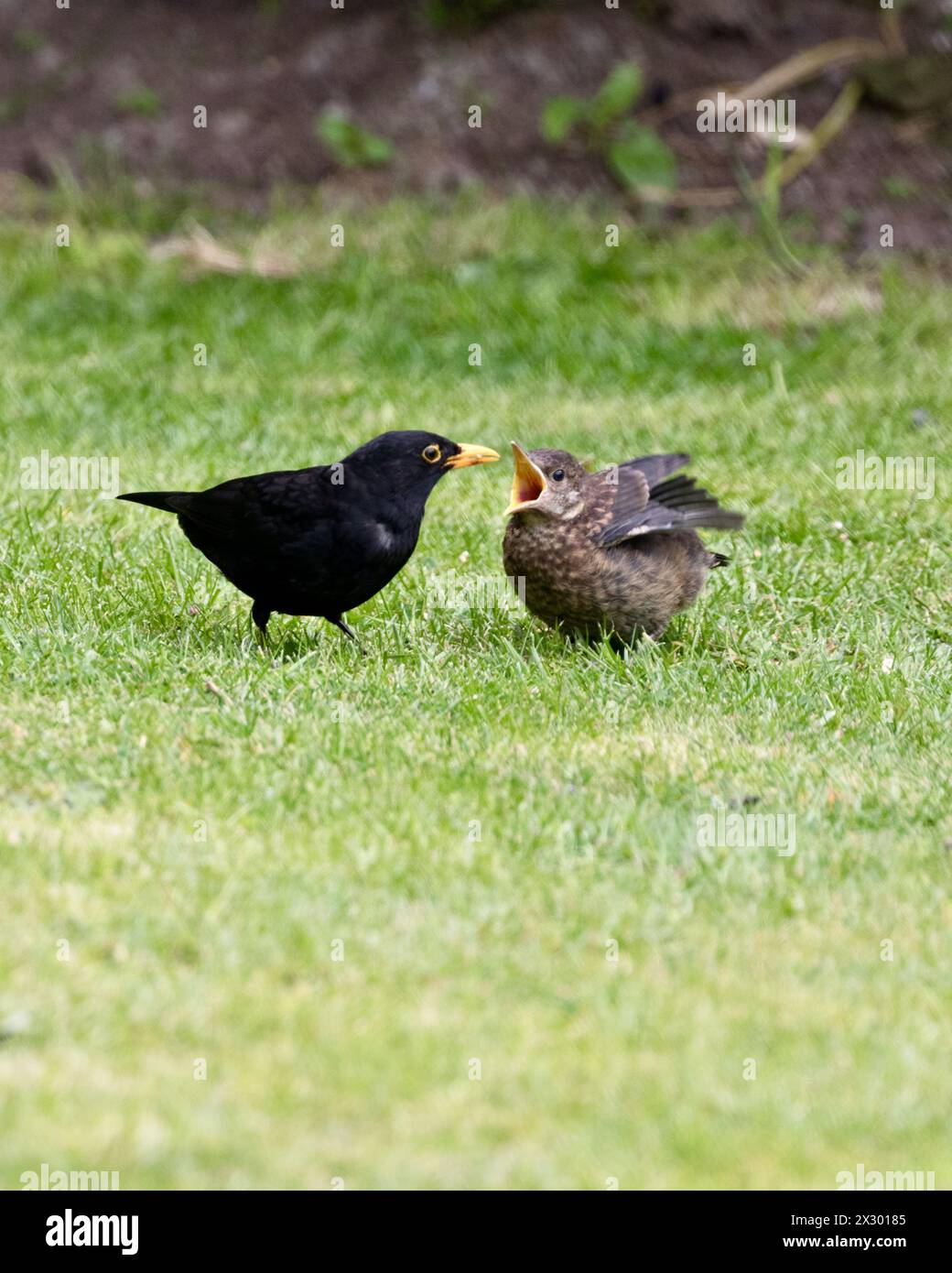 Male Common blackbird feeding its young in a garden, Little Clacton ...
