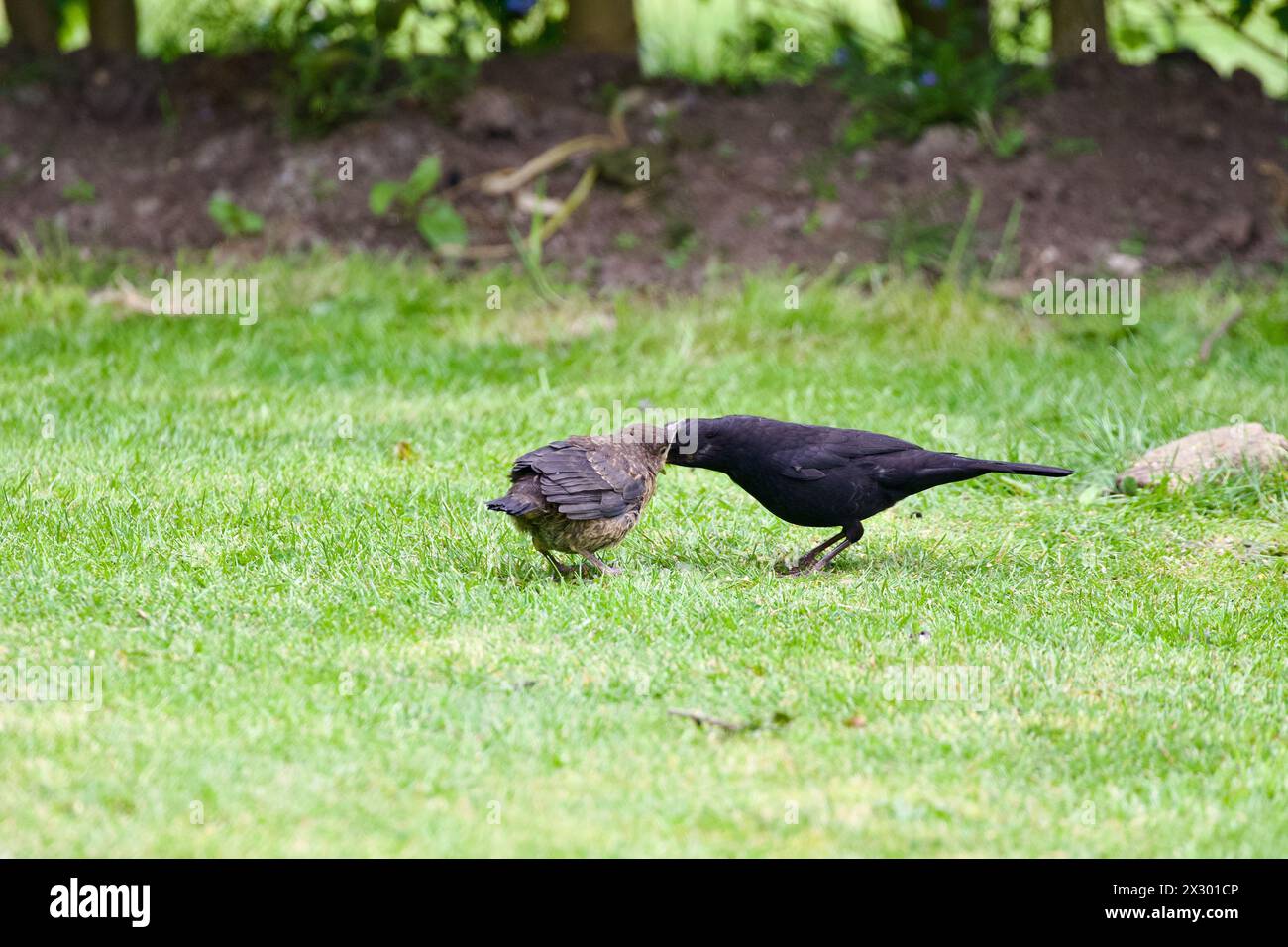 Male Common blackbird feeding its young in a garden, Little Clacton ...