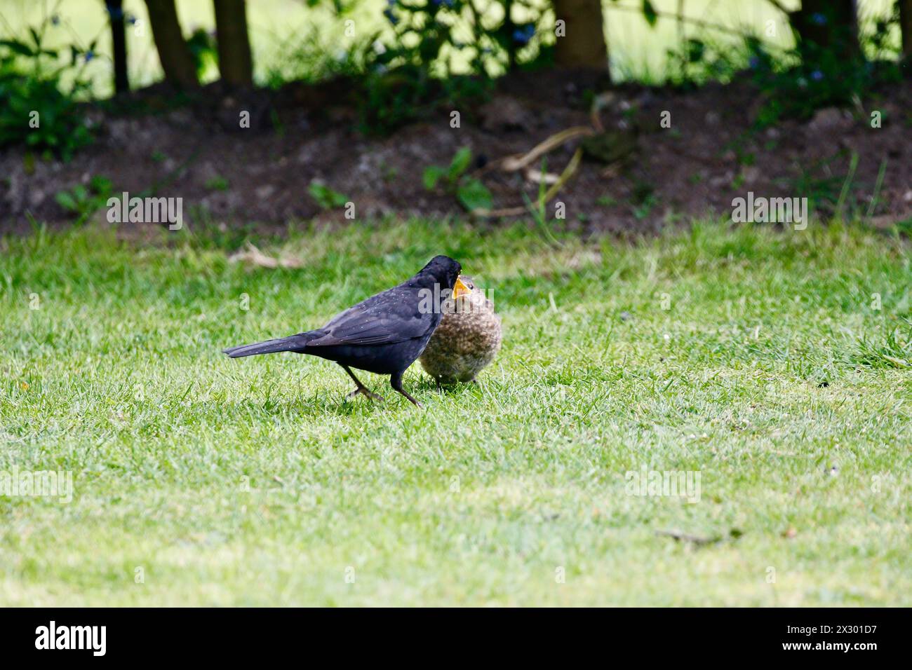 Male Common blackbird feeding its young in a garden, Little Clacton ...