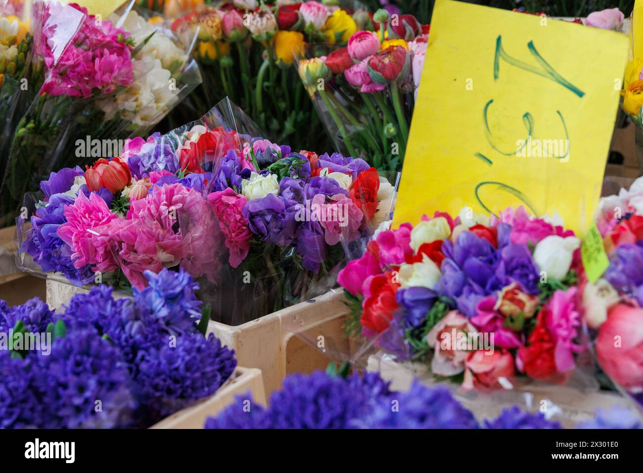 Bologna aster hi-res stock photography and images - Alamy