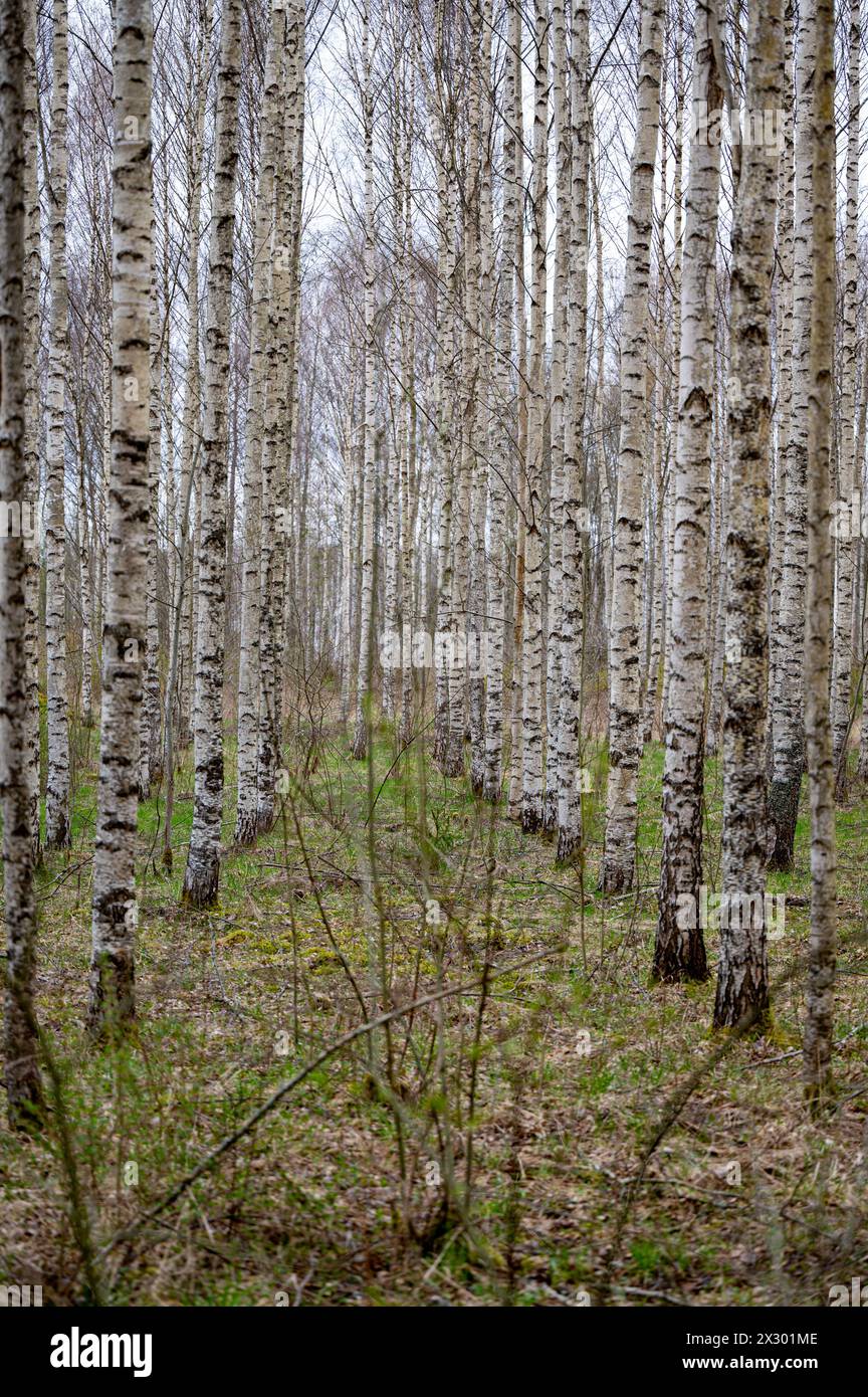 Birch trees in rows with beautiful birchbark Stock Photo - Alamy