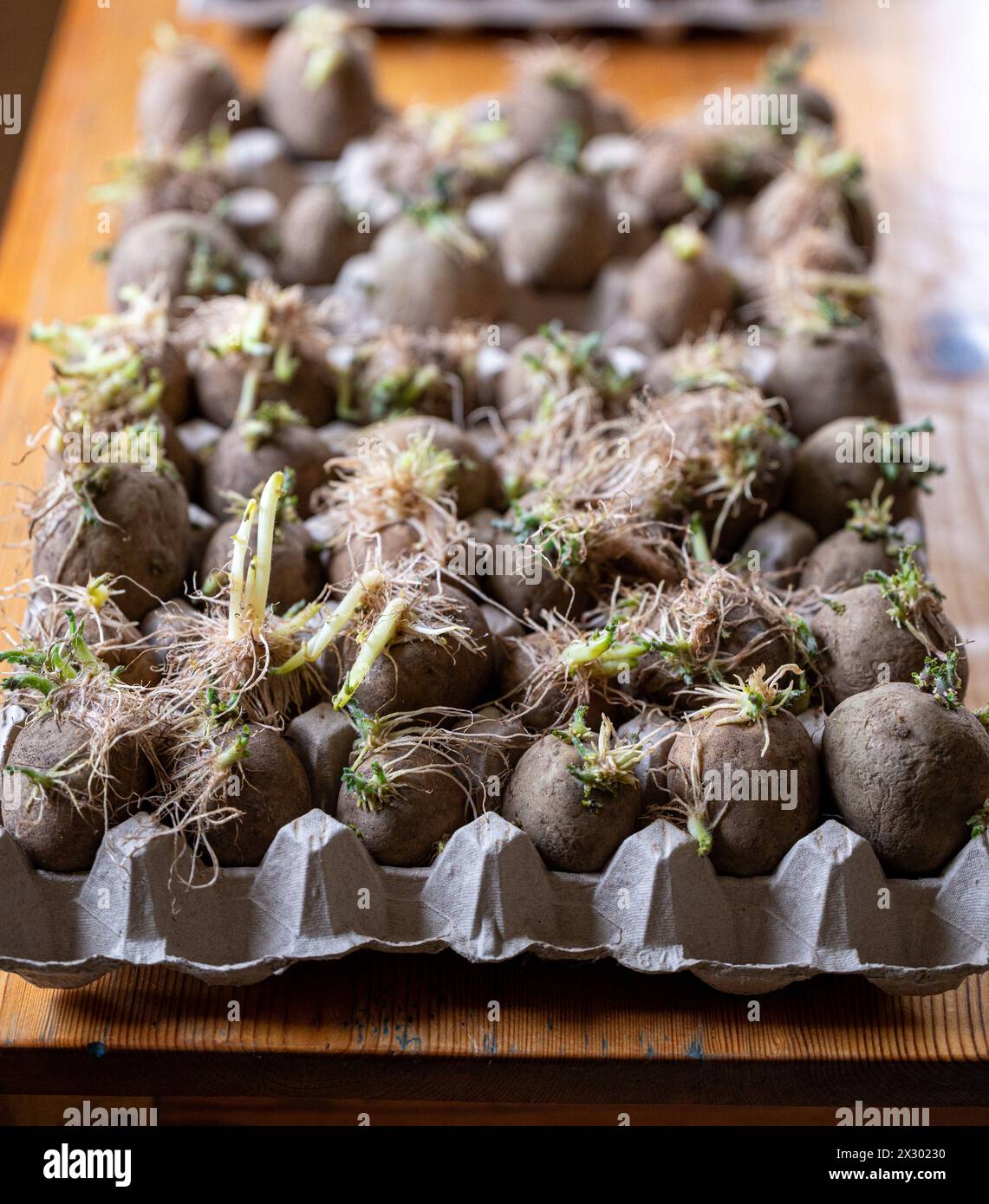 Seed potatoes with eyes and sprouts in egg carton Stock Photo - Alamy