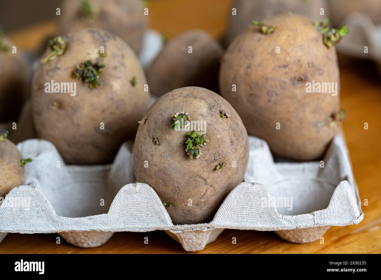 Seed potatoes with eyes and sprouts in egg carton Stock Photo - Alamy