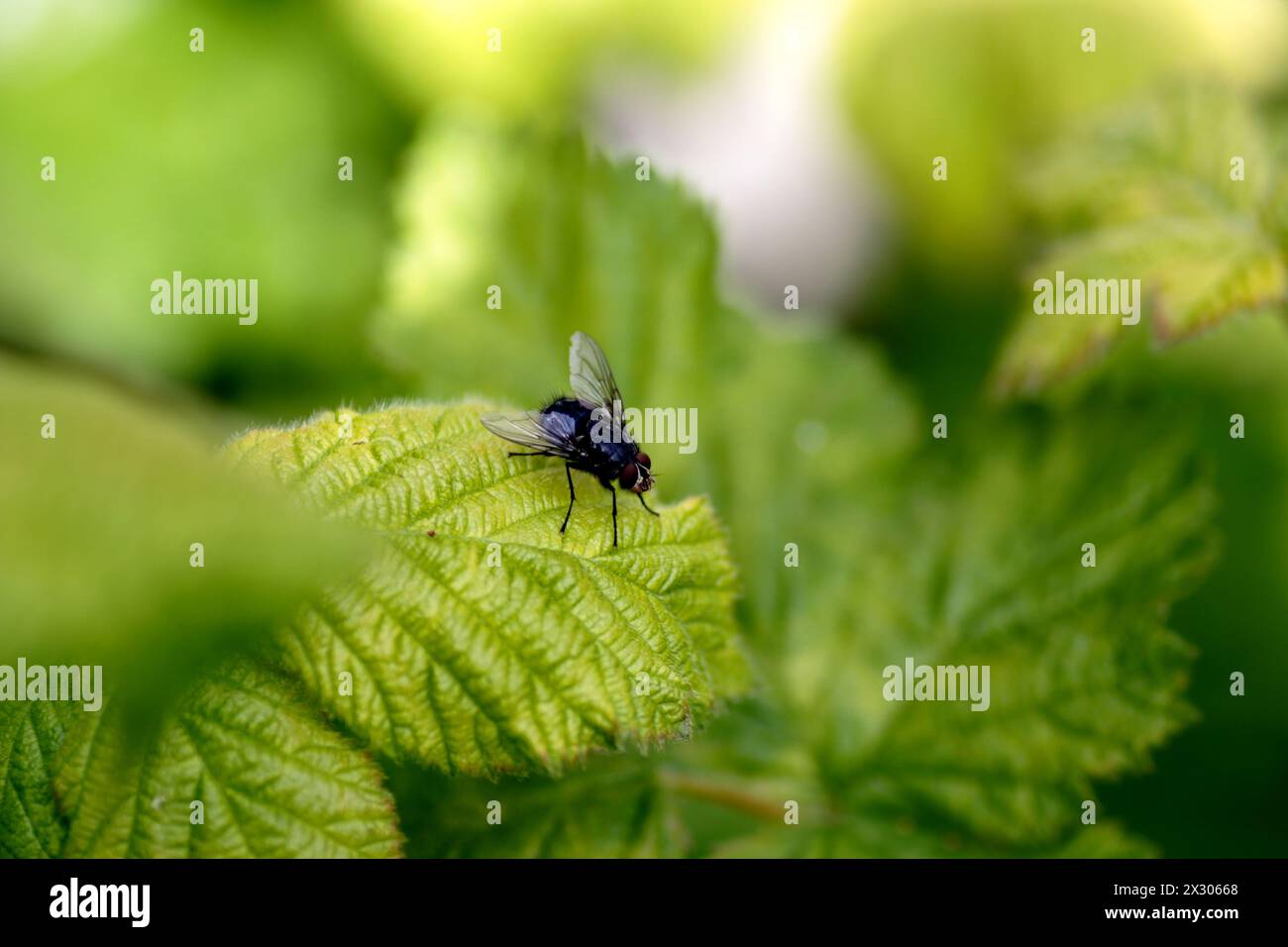Fly on Leaf Macro Close up Shot High Definition Stock Photo - Alamy