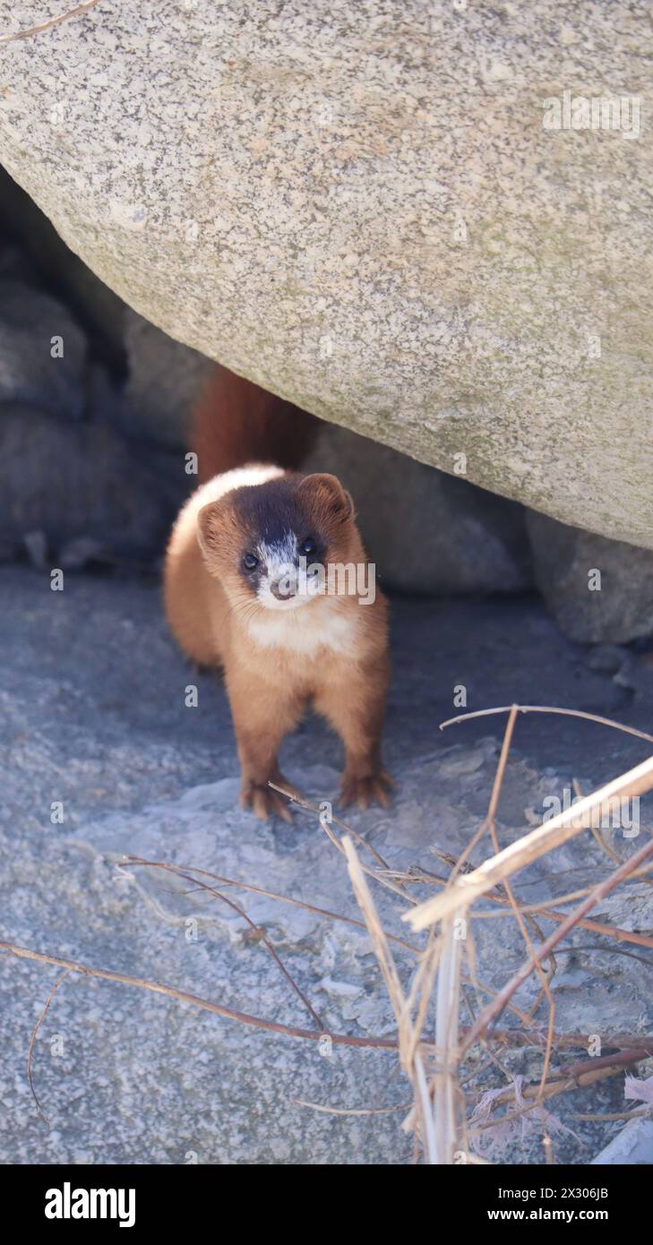 Cute Himalayan Weasel Stock Photo - Alamy