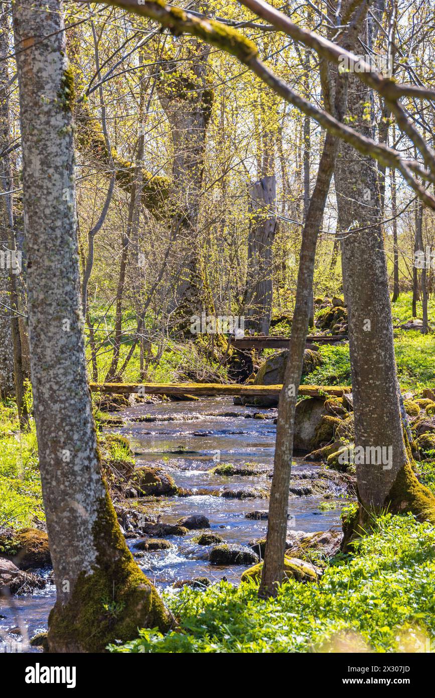 Stream in a forest grove at springtime Stock Photo - Alamy