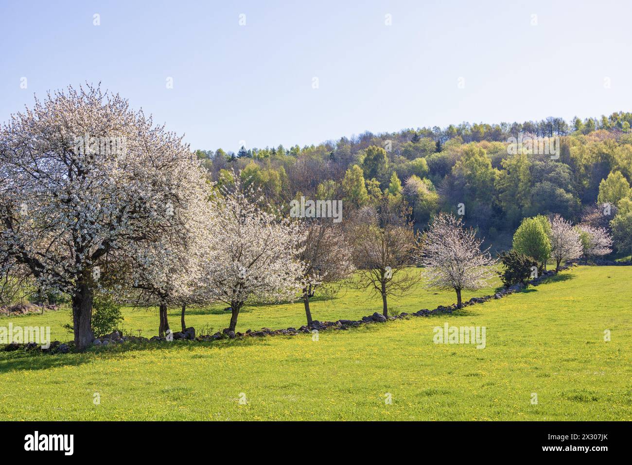 Cherry blossom spring landscape hi-res stock photography and images - Alamy