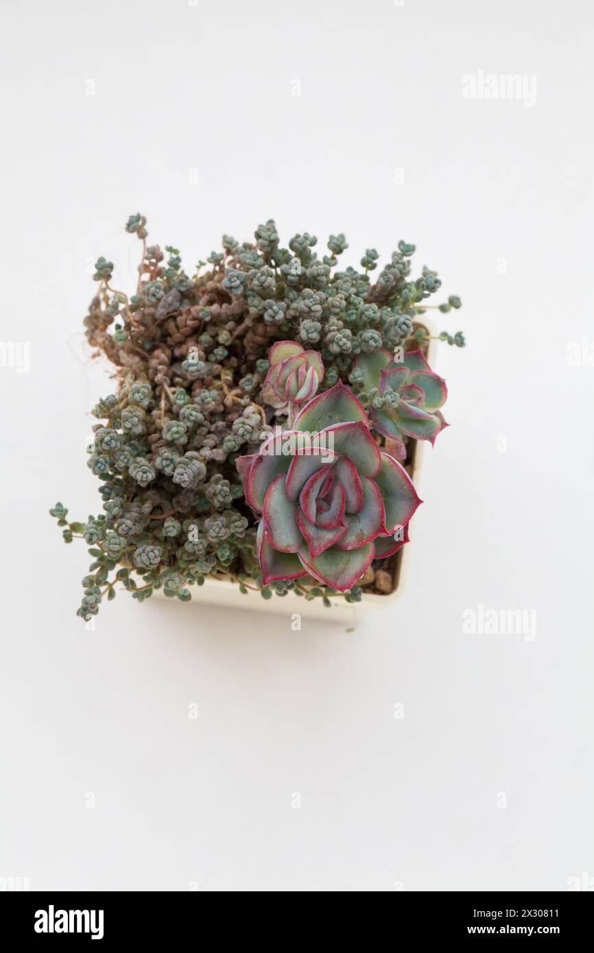 Top view of Sedum and Echeveria succulent rosette Stock Photo - Alamy