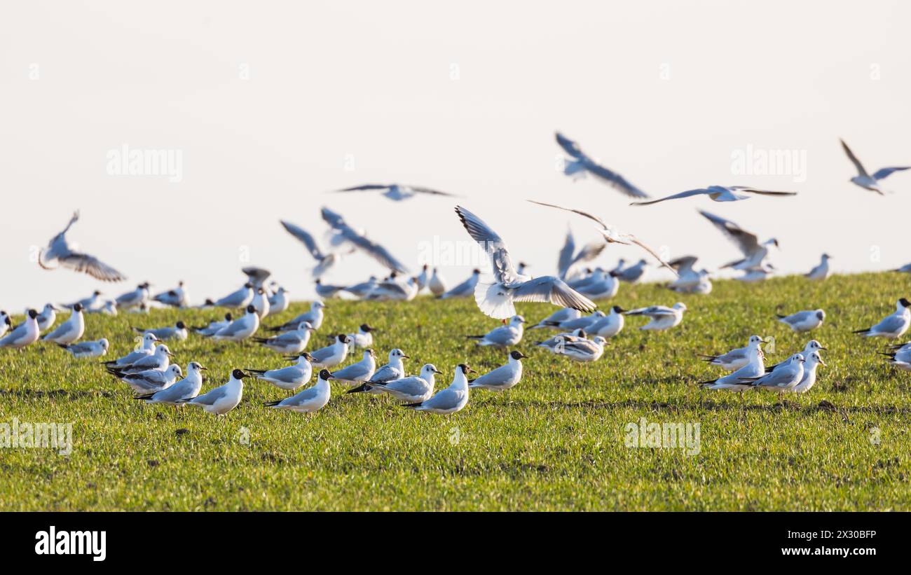 Oberglatt, Schweiz - 14. März 2022: Auf den Feldern der Gemeinde ...