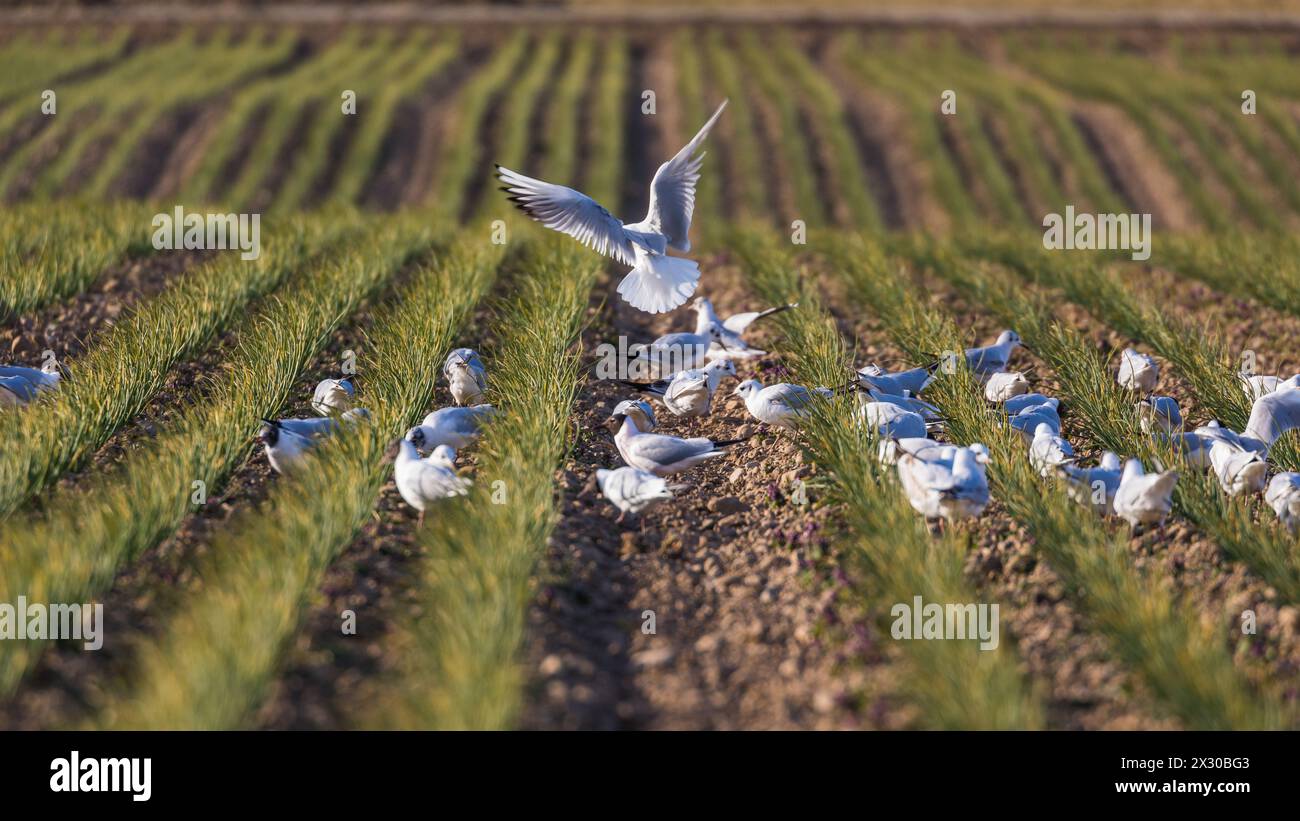Oberglatt, Schweiz - 14. März 2022: Auf den Feldern der Gemeinde ...