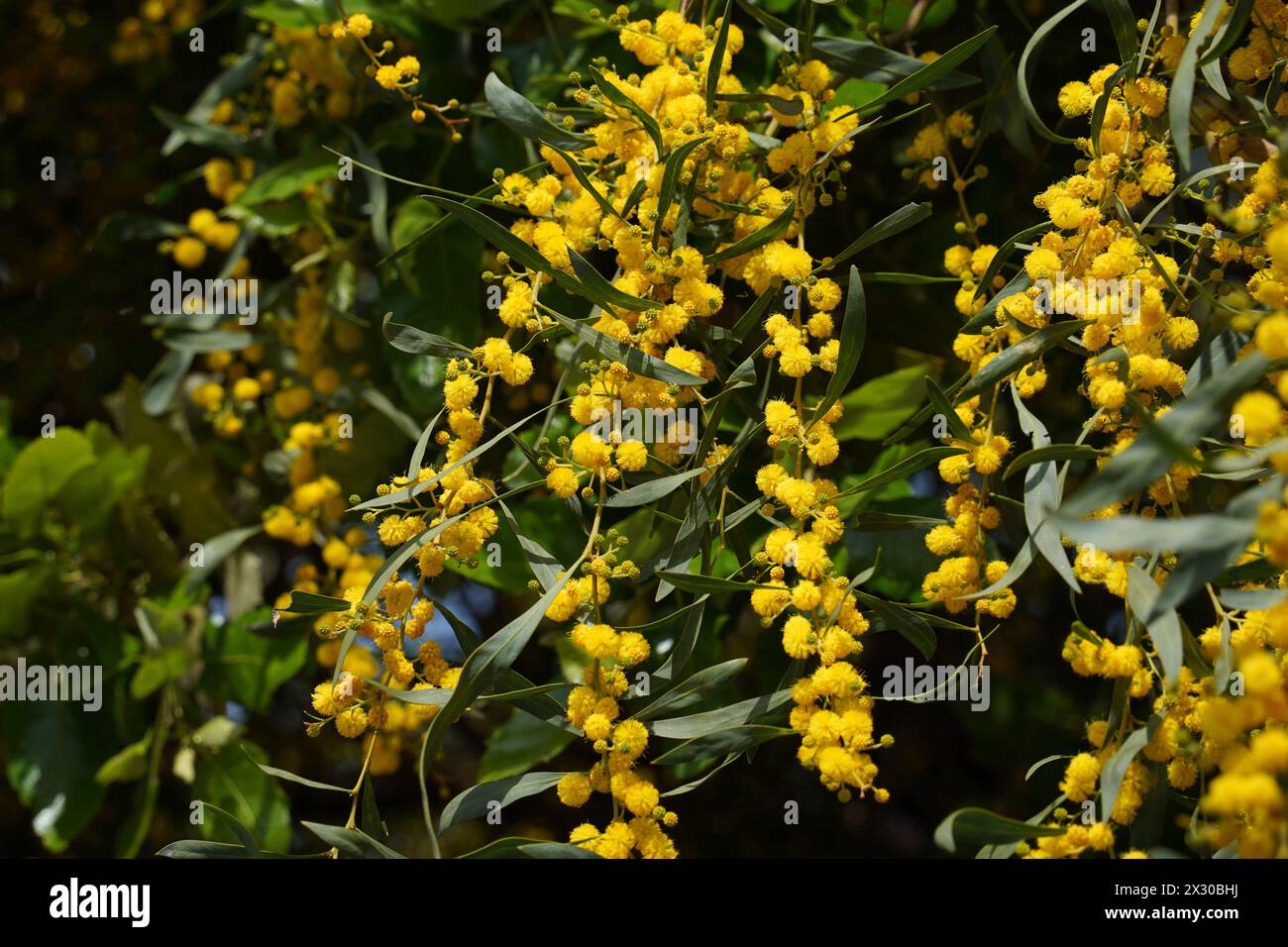 Yellow balls flowers of Acacia saligna similar to mimosa tree (Acacia ...