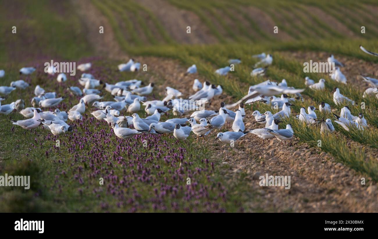 Oberglatt, Schweiz - 14. März 2022: Auf den Feldern der Gemeinde ...