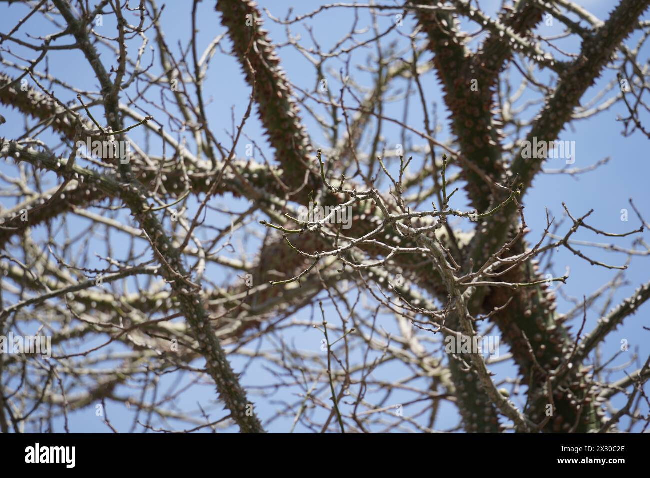 A branch of a silk floss tree,an exotic tree Ceiba speciosa. Chorisia ...