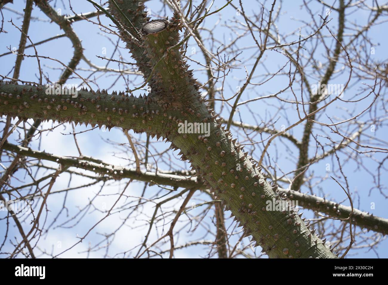 A branch of a silk floss tree,an exotic tree Ceiba speciosa. Chorisia ...