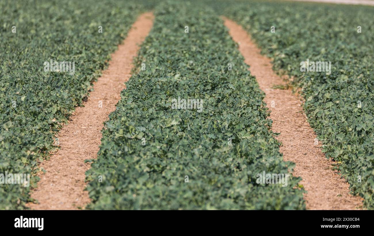 Oberglatt, Schweiz - 21. März 2022: Ein Agrarfeld im Zürcher Unterland ...